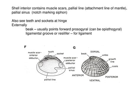Mollusca Ii Bivalves Cephalopods Ppt Download