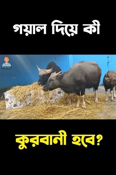 গয়াল দিয়ে কুরবানী হবে কী পার্ট ২ Shorts Youtubeshorts Short