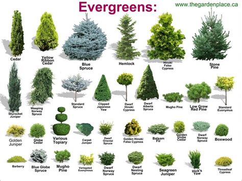 Pin By Marie On House In 2025 Front Yard Garden Evergreen Garden