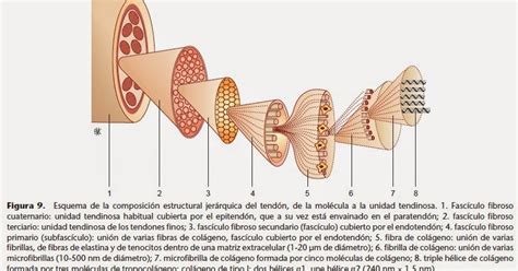 Kinesiología Y Rehabilitación Para Todos Tendón Anatomía Y Fisiología
