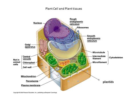 Plastids In A Plant Cell Diagram