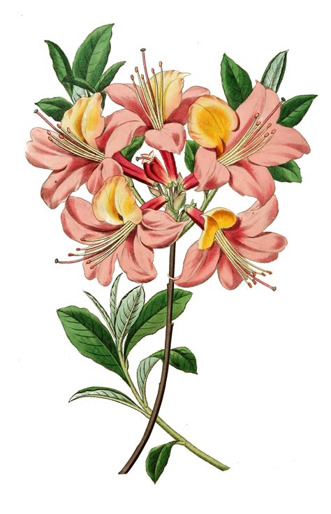 Vintage Illustration Botanical Print The Graffical Muse