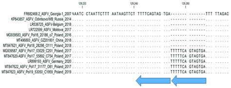 Nucleotide Alignment Of Asfv Samples Based On The Partial Sequence Of