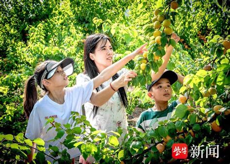 灌云桃杏飘香，亲子采摘乐腾讯新闻