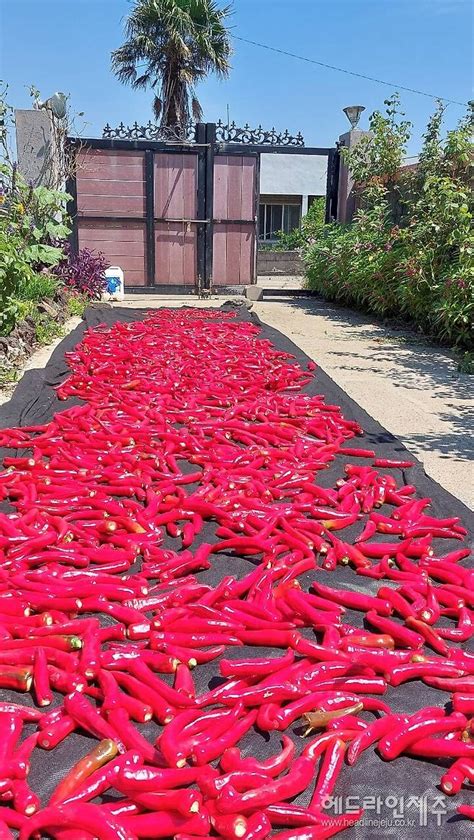 주렁주렁 우영팟 햇고추 첫 수확 포토