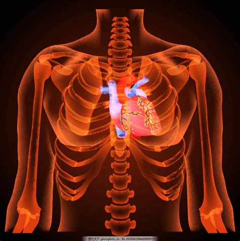 人体心脏器官设计矢量素材图片 医疗卫生 展板展架 图行天下素材网