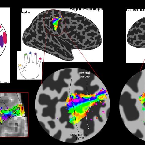 somatotopic mapping with fmri a schematic of somatosensory cortical