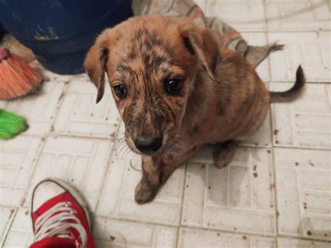 Fundación Toby On Twitter Amigos Este Pequeñín Estaba Protegiéndose