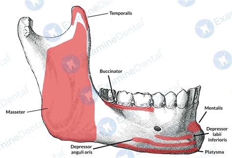 Anatomy Of The Mandible Examinedental