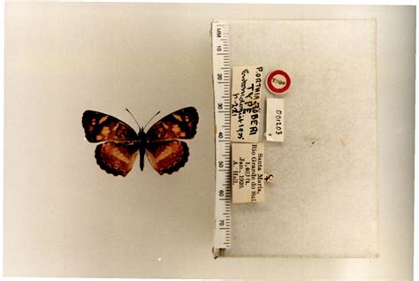 Ortilia orthia (type specimens)