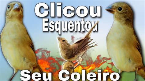 Esquentar coleiro Chamado de fêmea de coleiro Para Esquentar