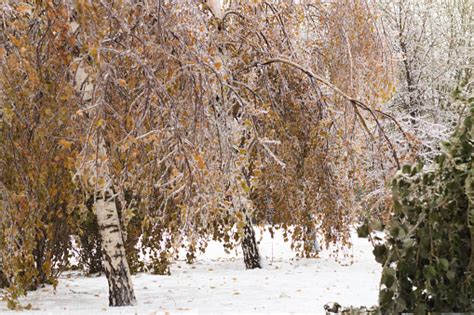 얼어붙은 비 후 여러 가지 색의 잎이 있는 얼음으로 덮인 가지 나무 0명에 대한 스톡 사진 및 기타 이미지 0명 겨울 계절 Istock