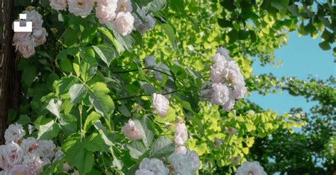 나무에서 자라는 분홍색 꽃 한 다발 사진 Unsplash의 무료 베이징 사범 대학 이미지