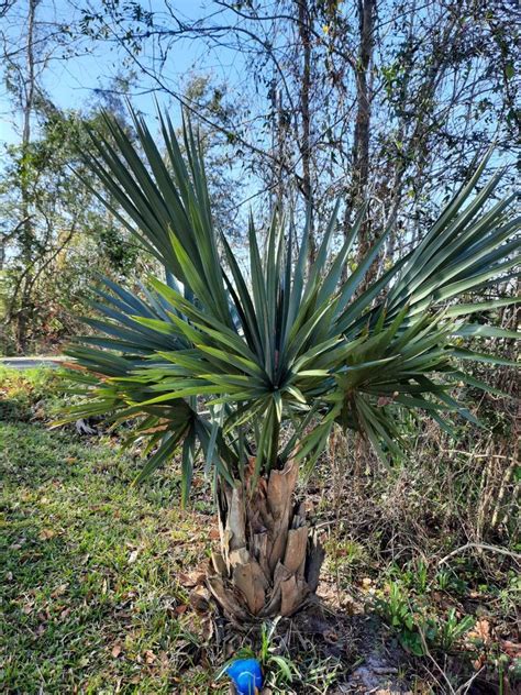 Sabal Louisiana Louisiana Swamp Pt Survivor Etsy
