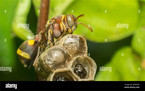 Macro Of Hymenoptera Is A Large Order Of Insects Comprising The Sawflies Wasps Bees And Ants