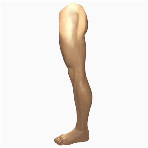 Male Leg Anatomy 3d Model 59 Fbx Max Ma Obj Free3d