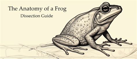 Anatomy Of Frog Dissection Labeled