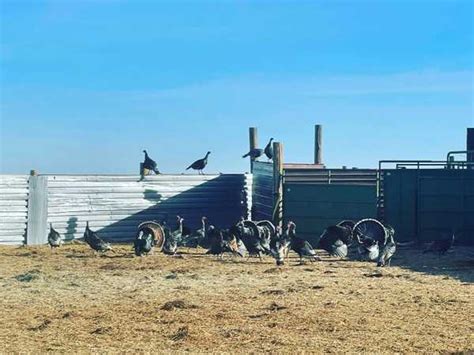 Sunrise Campground And Rv Park Wasta Sd Roverpass