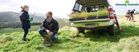 Total Environment Centre Nsw Koalas Need You Now Every Signature Matters The Campbelltown