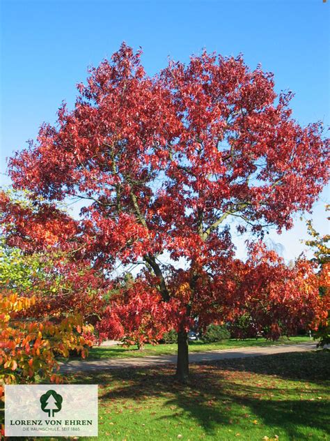 Quercus Coccinea Baumschule Lve