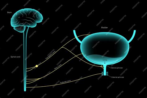 Premium Vector Micturition Neural Control