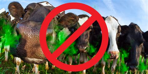 Bovaer Feed Additive Industrial Shortcut With Hidden Dangers