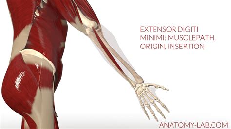 Extensor Digit Minimi Musclepath Origin Insertion 3d Anatomy Youtube