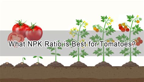 Npk Ratio归档 Npk Fertilizerhumic Acid Leading Brand Dap Map