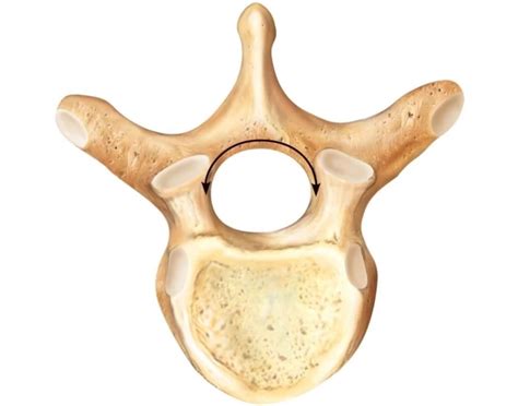 Label The Thoracic Vertebrae Quiz