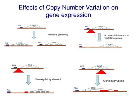 Ppt Inference Of Cis And Trans Regulatory Variation In The Human