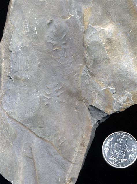 Resting Trace Fossils Fossil Hunting Trips The Fossil Forum