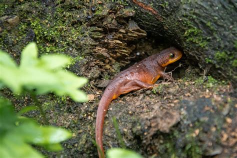 Newts