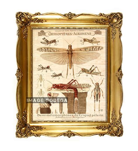 Vintage Insect Chart Digital Image French Illustration Etsy French Illustration Digital