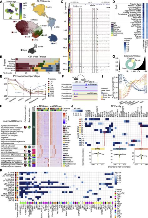 Human Prefrontal Cortex Gene Regulatory Dynamics From Gestation To Adulthood At Single Cell