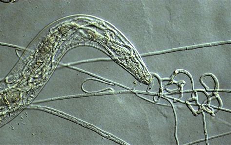 Arthrobotrys Alchetron The Free Social Encyclopedia