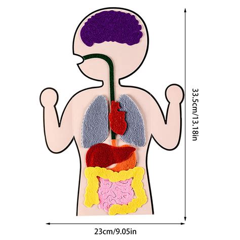 Body Anatomy 23 Koleksi Gambar