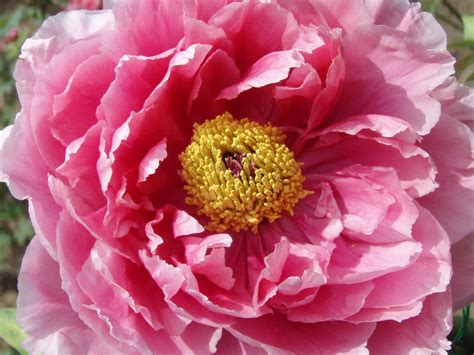 牡丹の花言葉は「王者の風格」「恥じらい」「高貴」「壮麗」「誠実」 花写真