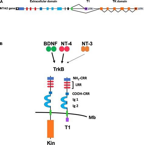 Frontiers Trkb Truncated Isoform Receptors As Transducers And