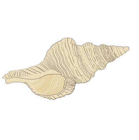 Premium Vector Seashell Vector Illustration Isolated On White Background