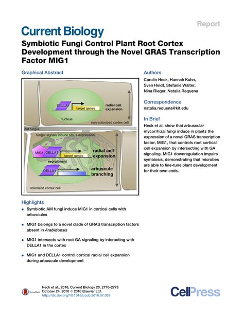 Pdf Symbiotic Fungi Control Plant Root Cortex Development Through The