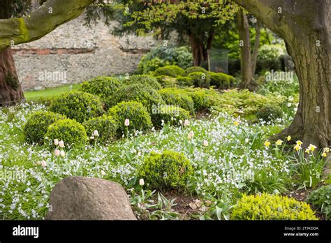 Tulip And Ipheion Uniflorum Bulbs Plants Growing In An English
