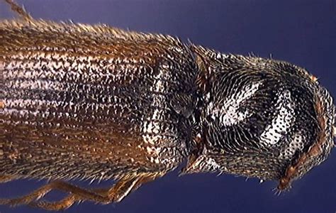 Agriotes Pallidulus