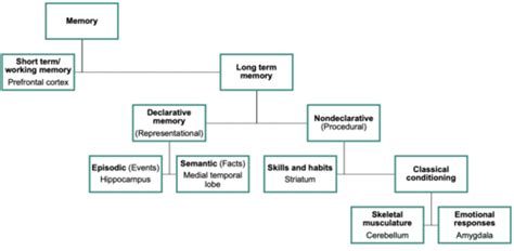 Hippocampal System And Memory Flashcards Quizlet
