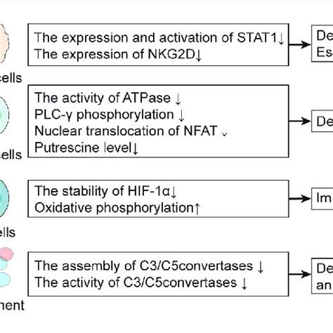 Pdf The Roles Of 2 Hydroxyglutarate