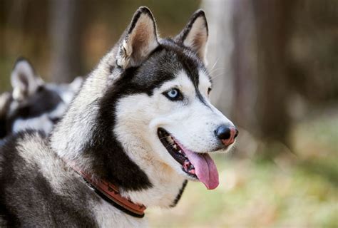 Descubre las razas de perros más tímidos