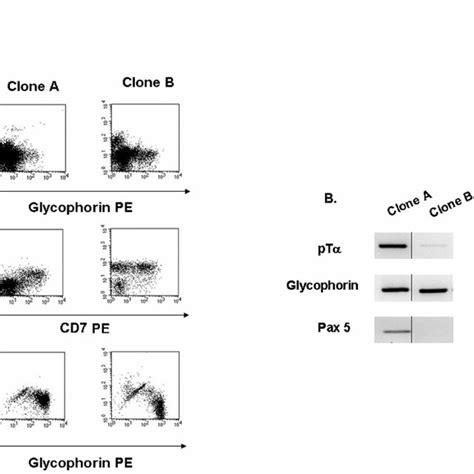 Pdf Human Intrathymic Lineage Commitment Is Marked By Differential