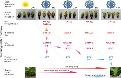 The Genome And Transcriptome Of Phalaenopsis Yield Insights Into Floral