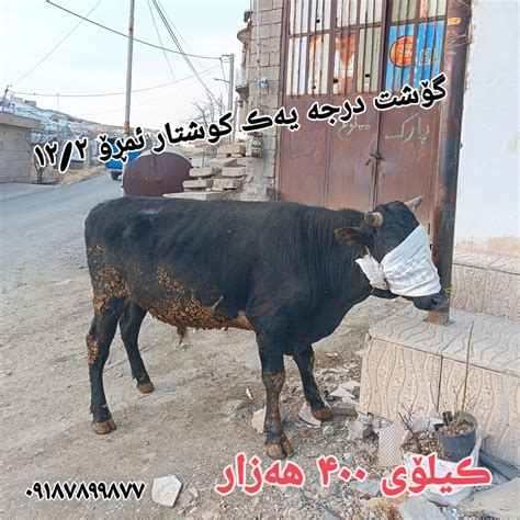 Instagram Photo By ‎گۆشت فرۆشی کامیار۰۹۱۸۷۸۹۹۸۷۷‎ • Feb 19 2025 At 11