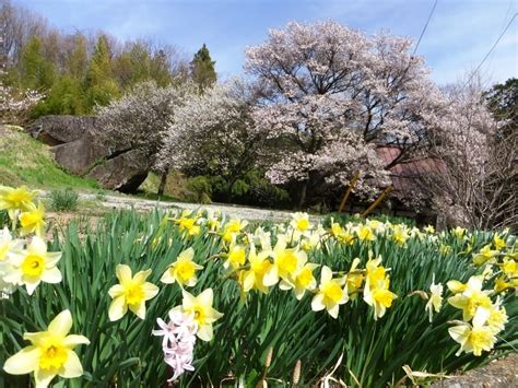 隠れた名桜 北杜市長坂町日野見法寺の桜 しだれ桜 sodou1234のブログ