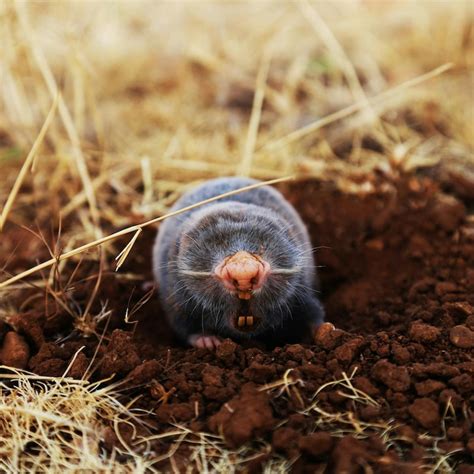 Safeguarding The Lesser Blind Mole Rat